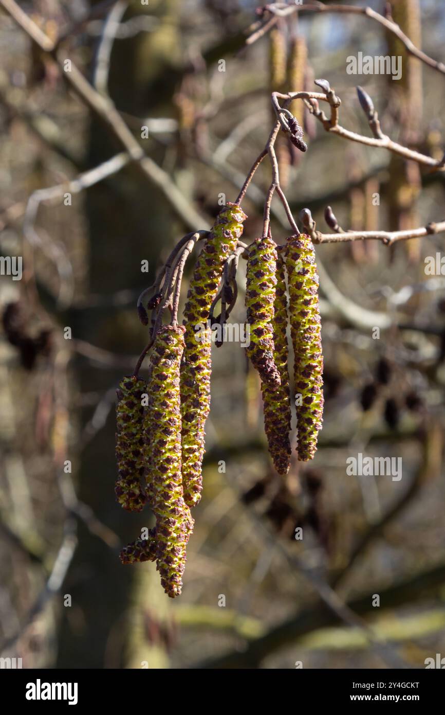 Small branch of black alder Alnus glutinosa with male catkins and ...