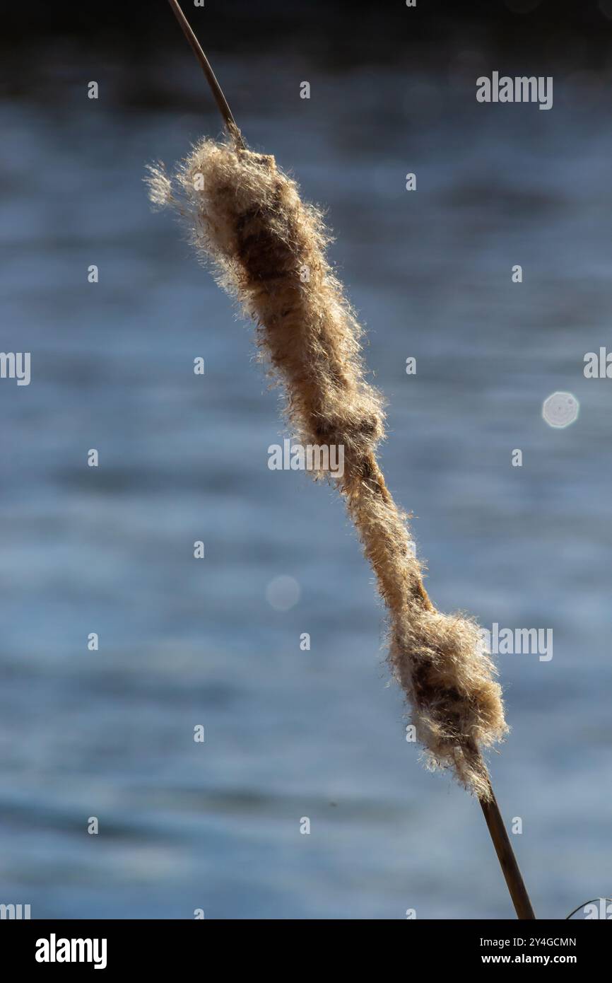 Cattails bulrush Typha latifolia beside river. Closeup of blooming ...