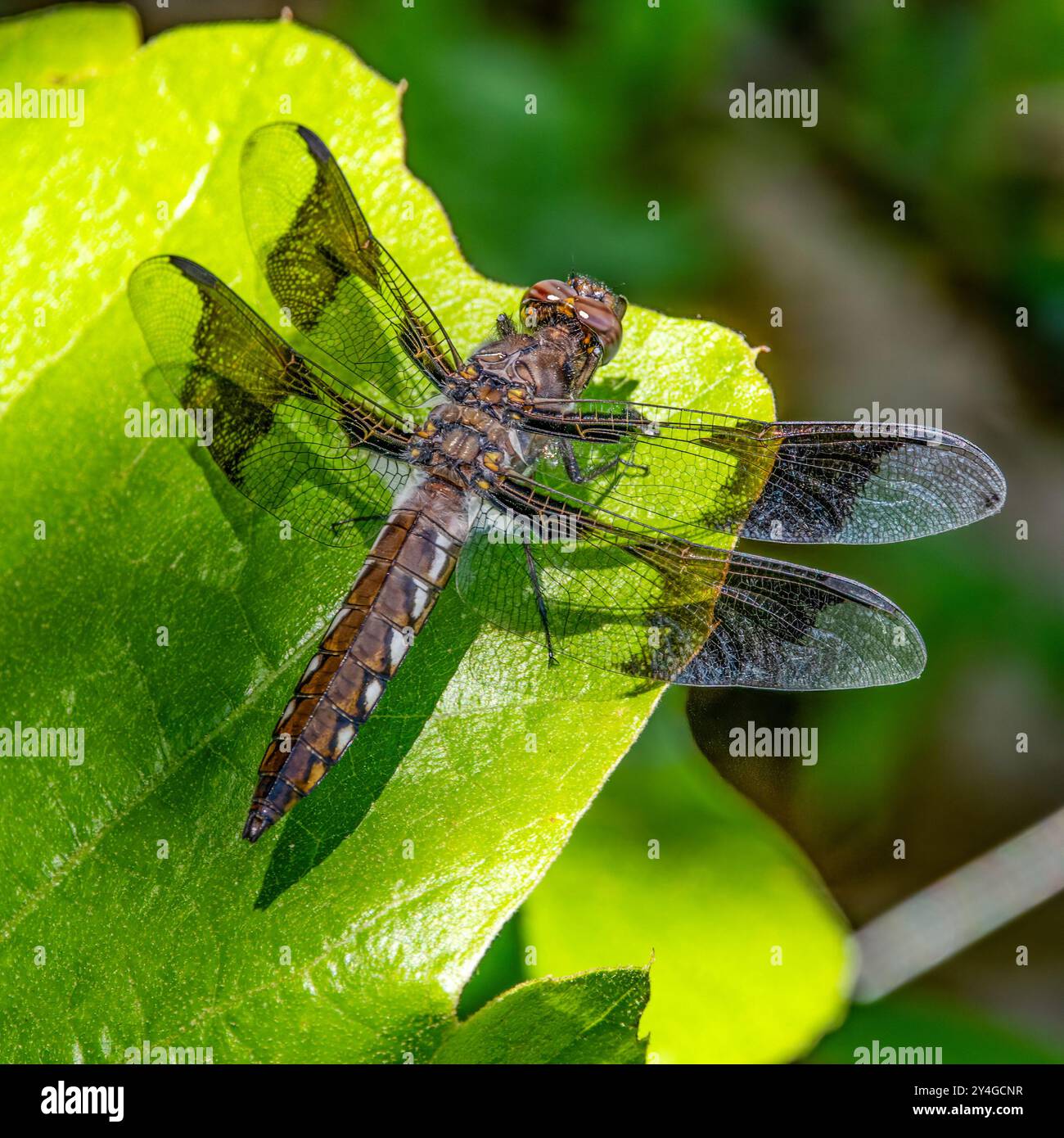 Common Whitetail Dragonfly in the Southeastern Massachusetts Bioreserve ...