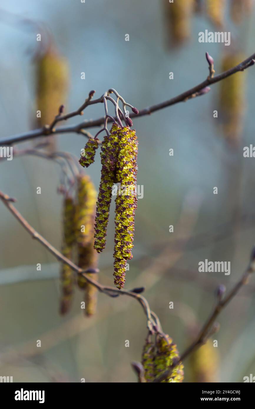 Small branch of black alder Alnus glutinosa with male catkins and ...