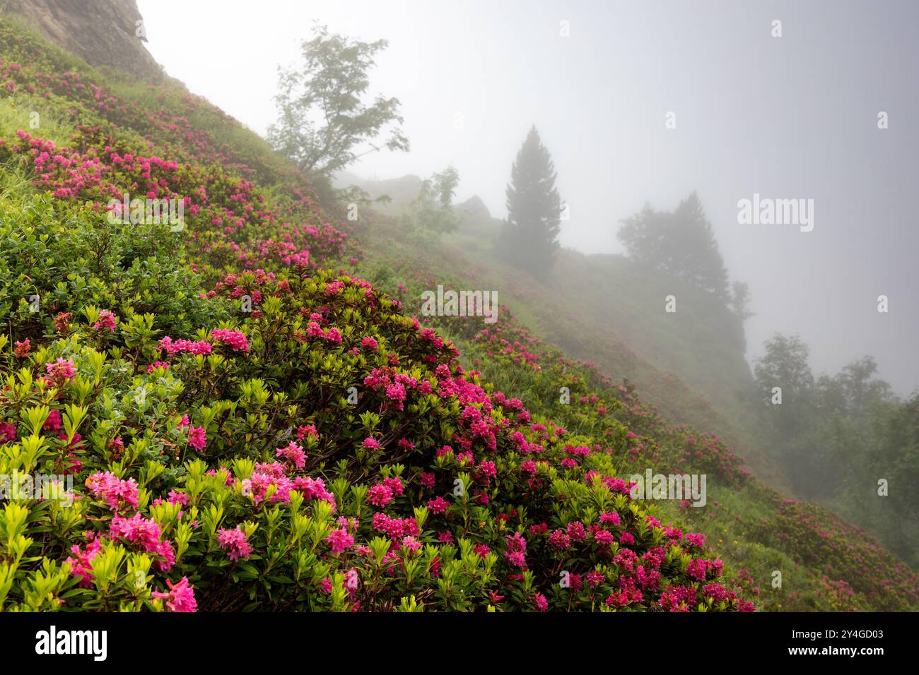Alpine roses in the mountains hi-res stock photography and images - Alamy