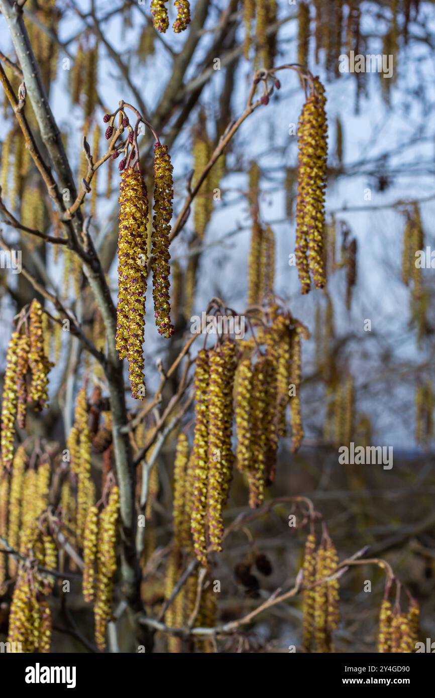 Small branch of black alder Alnus glutinosa with male catkins and ...