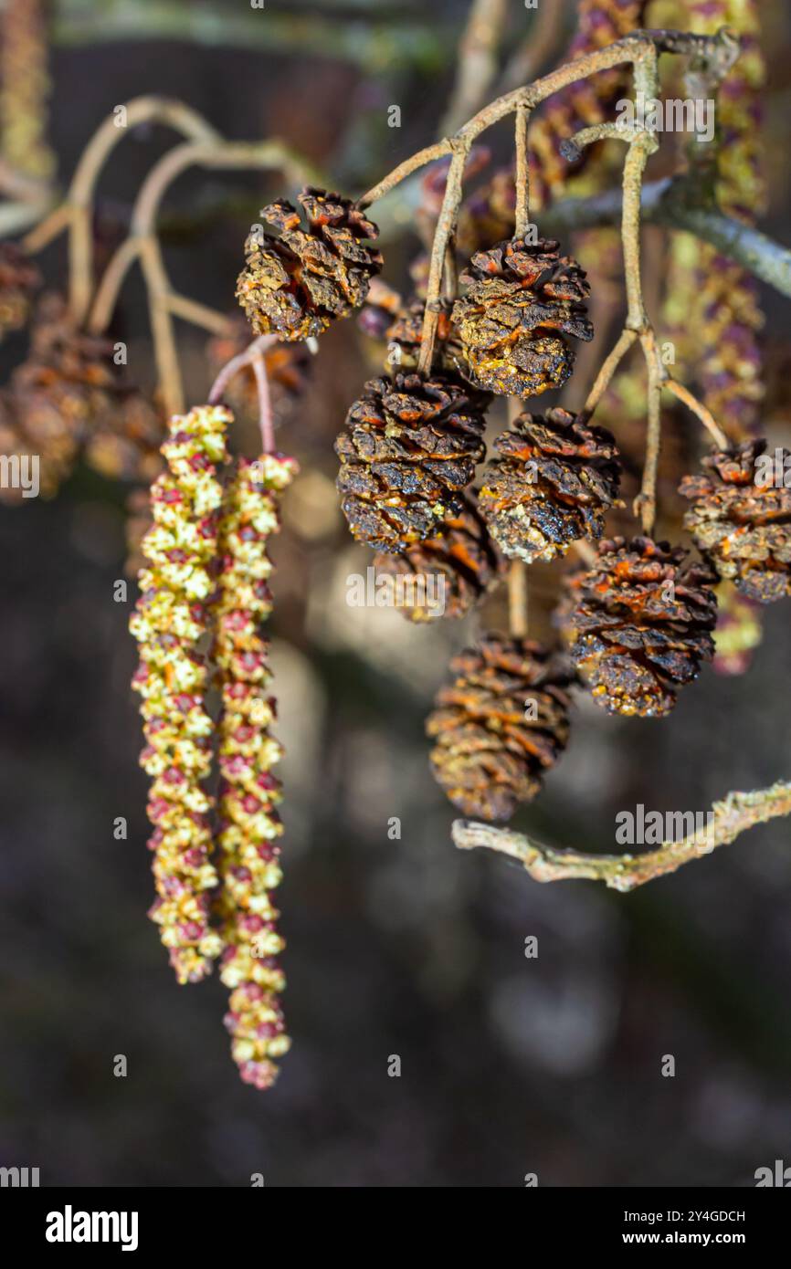 Small branch of black alder Alnus glutinosa with male catkins and ...