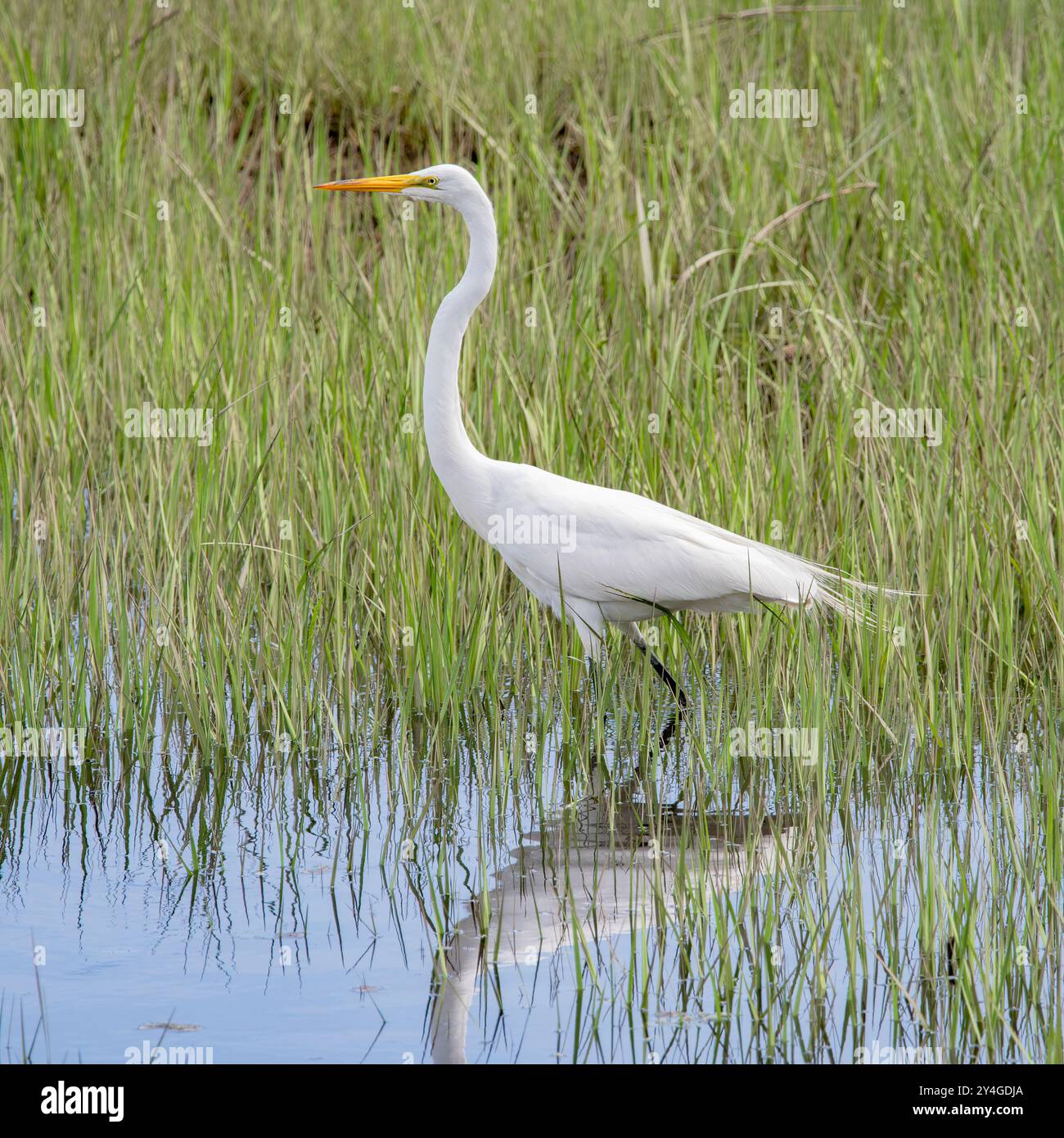Great Egret in the Mattapoisett River, southeastern Massachusetts Stock ...