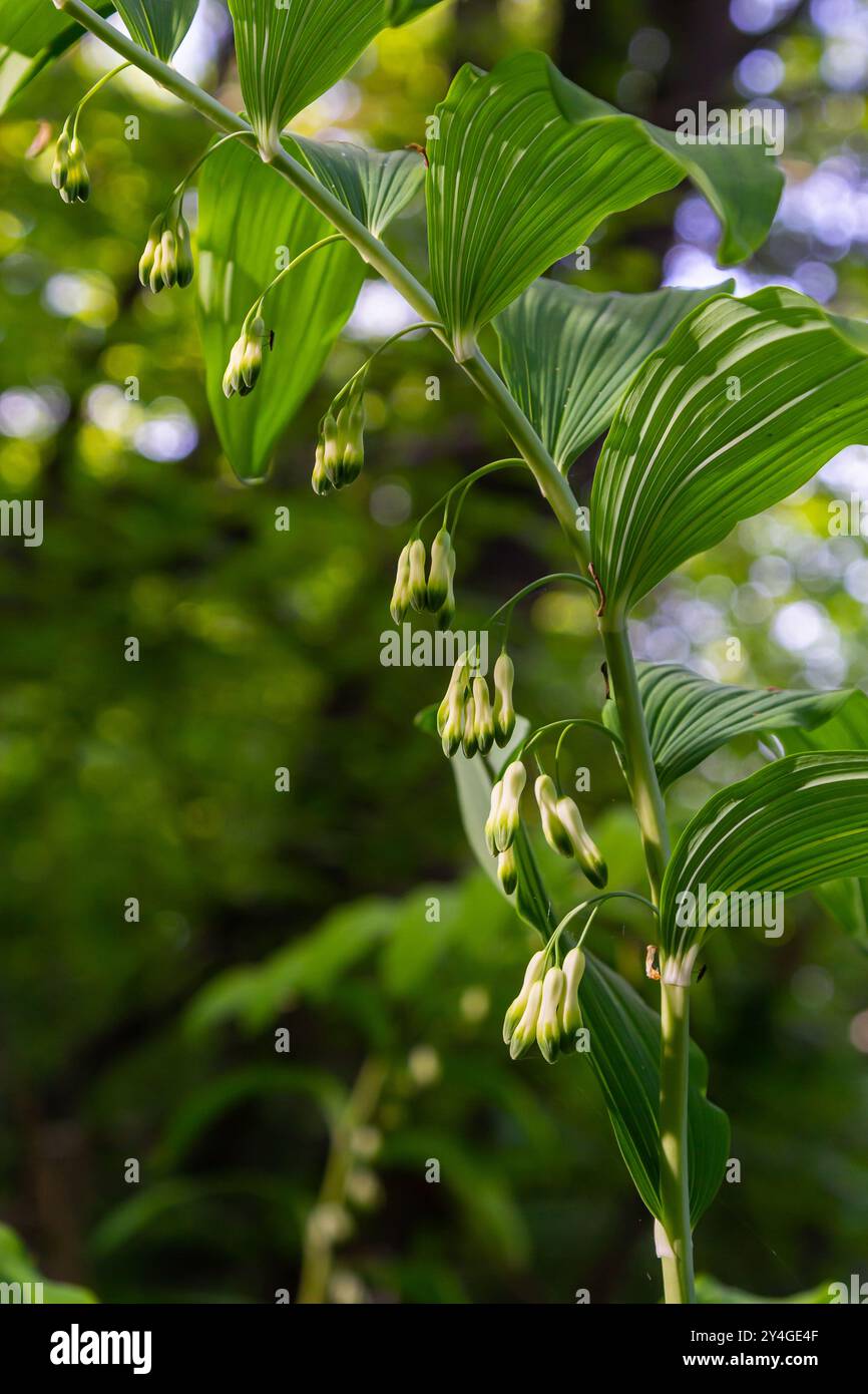 Polygonatum multiflorum, the Solomon's seal, David's harp, ladder-to ...