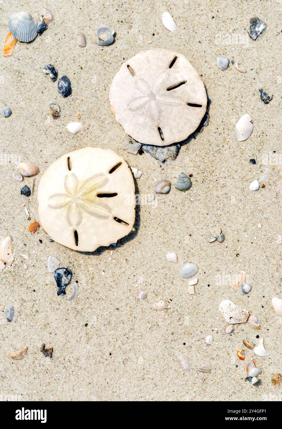 Sand Dollars On Beach Daufuskie Island South Carolina // DAUFUSKIE ...