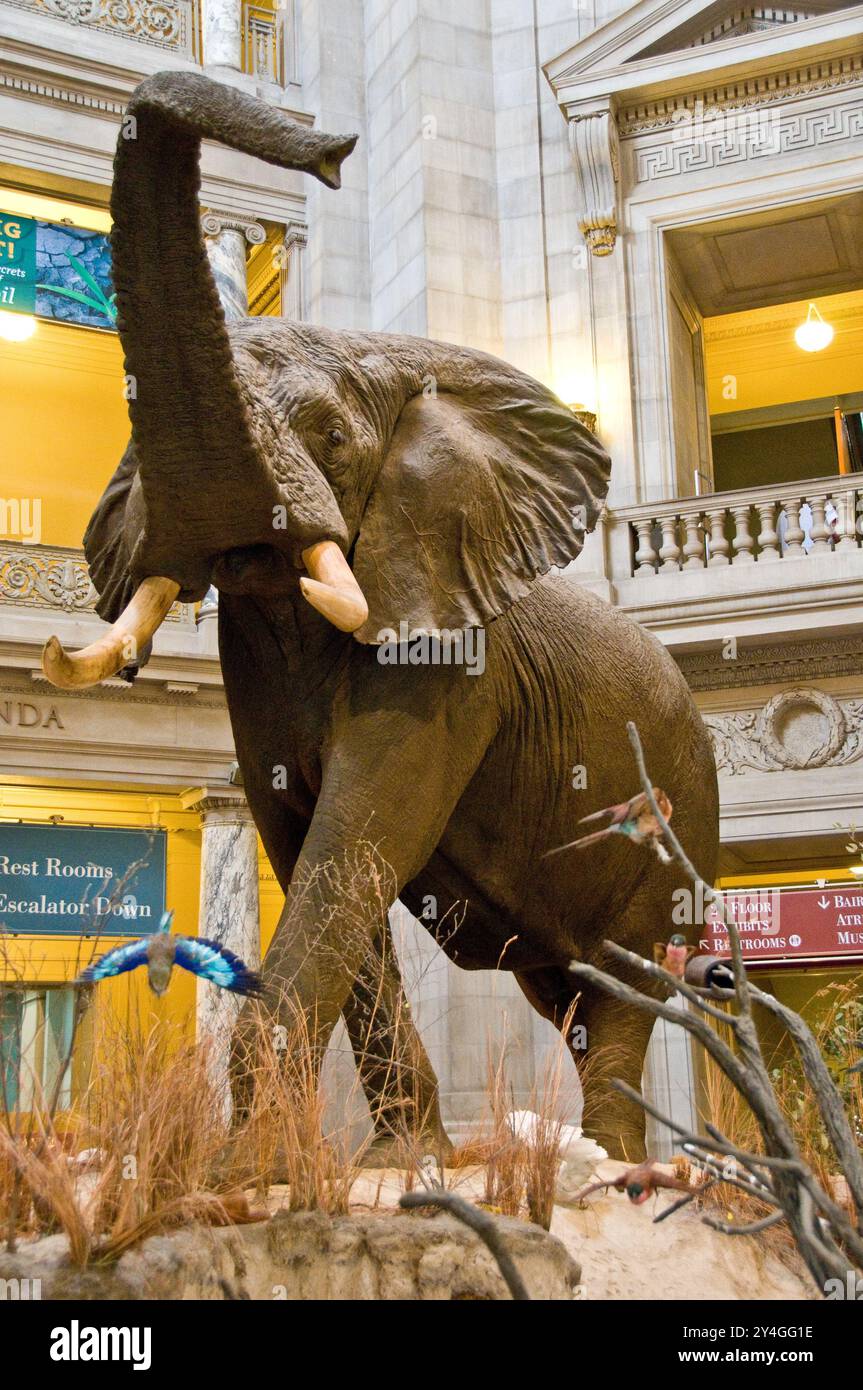 Henry african elephant specimen hi-res stock photography and images - Alamy