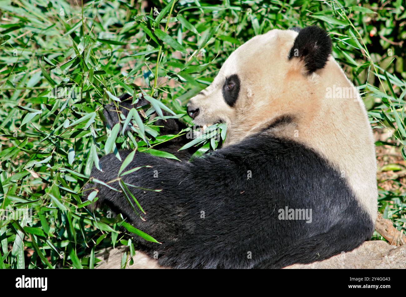 2008 zoo photos hi-res stock photography and images - Alamy