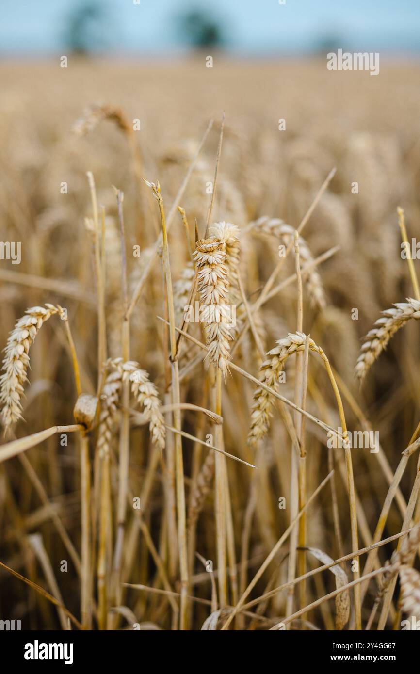 Lush ripe barley stalks swaying hi-res stock photography and images - Alamy