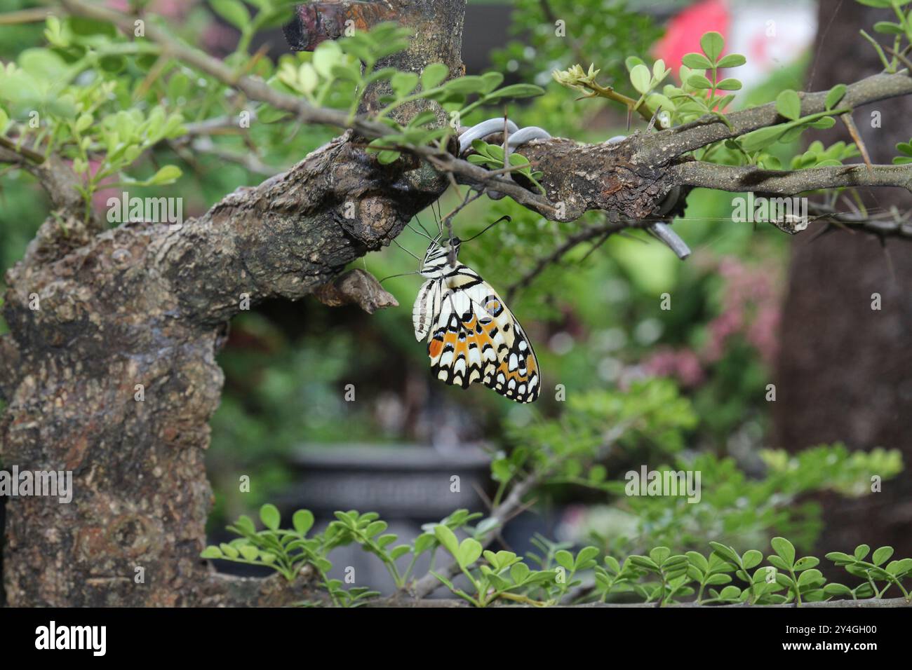 Monarch butterfly migration tree hi-res stock photography and images ...
