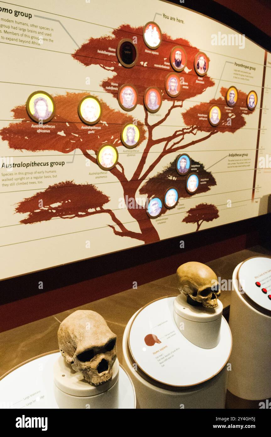 Family tree human evolution hi-res stock photography and images - Alamy