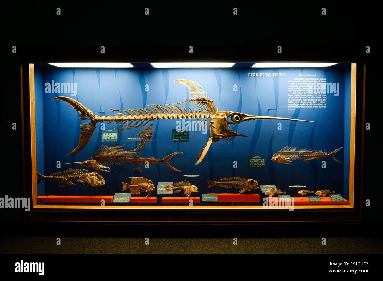 Species anatomical characteristics hi-res stock photography and images ...