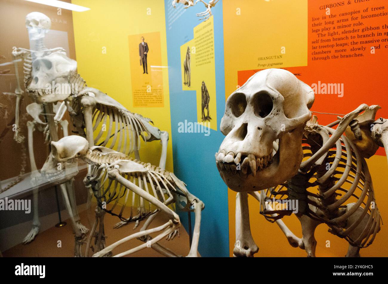 WASHINGTON DC, United States — Primate skeletons on display at the ...