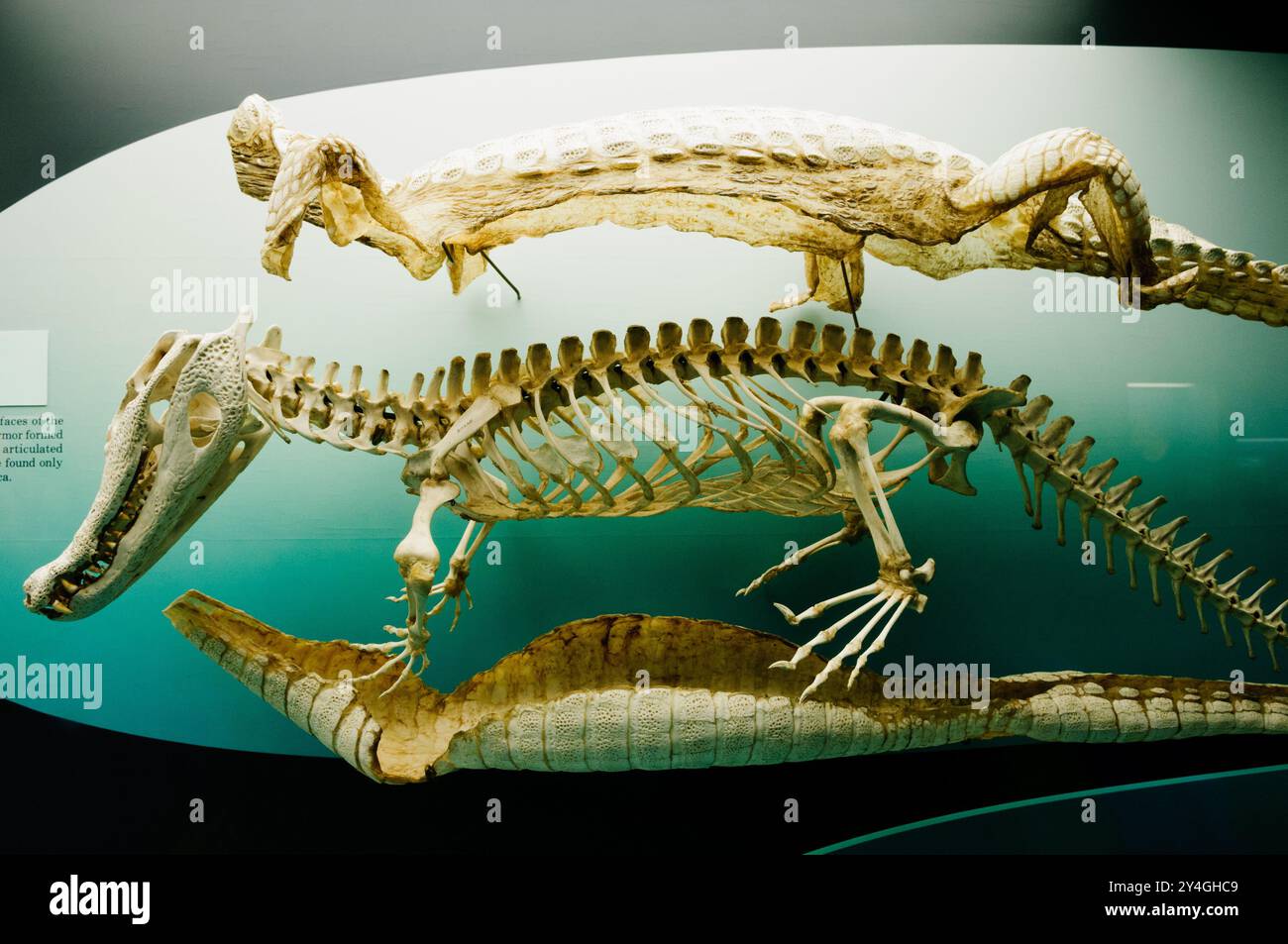 Titanoboa Skeleton Smithsonian