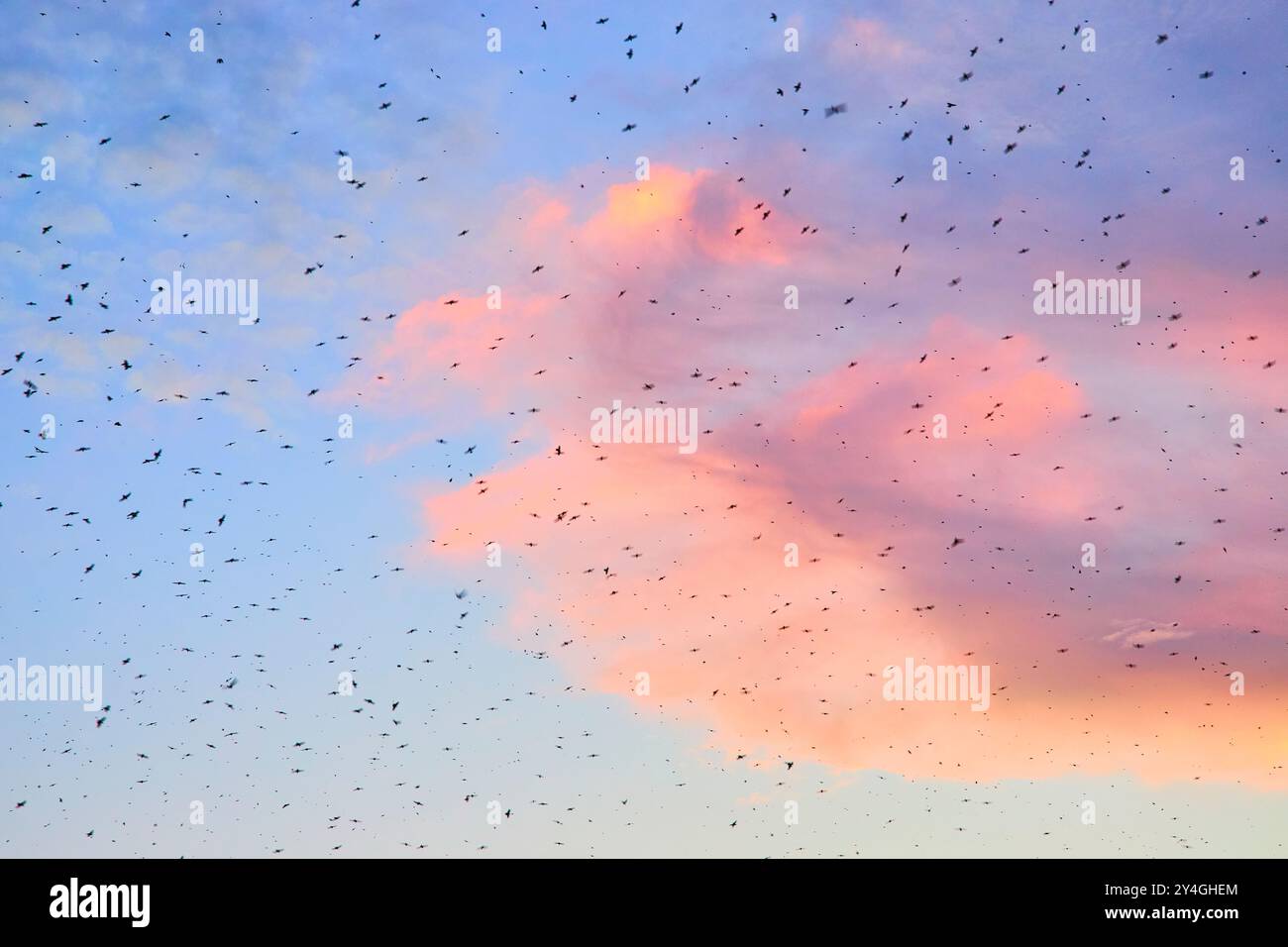 Aerial Flock of Purple Martin Birds at Sunset Over Nashville Riverfront ...