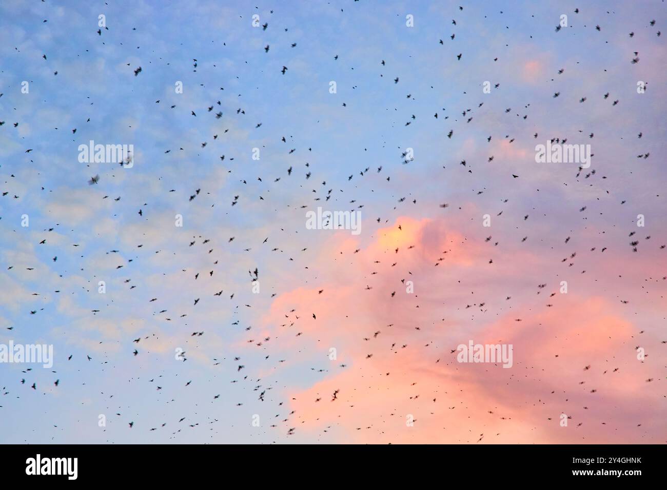 Purple Martin Birds Over Pastel Sunset Sky Nashville Riverfront ...