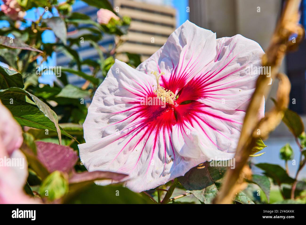 Urban Hibiscus Bloom with Magenta Center Eye Level View Stock Photo - Alamy