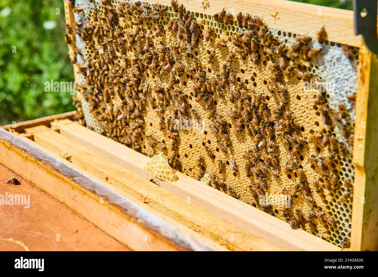 Beehive Frame with Bees in Daylight Eye-Level View Stock Photo - Alamy