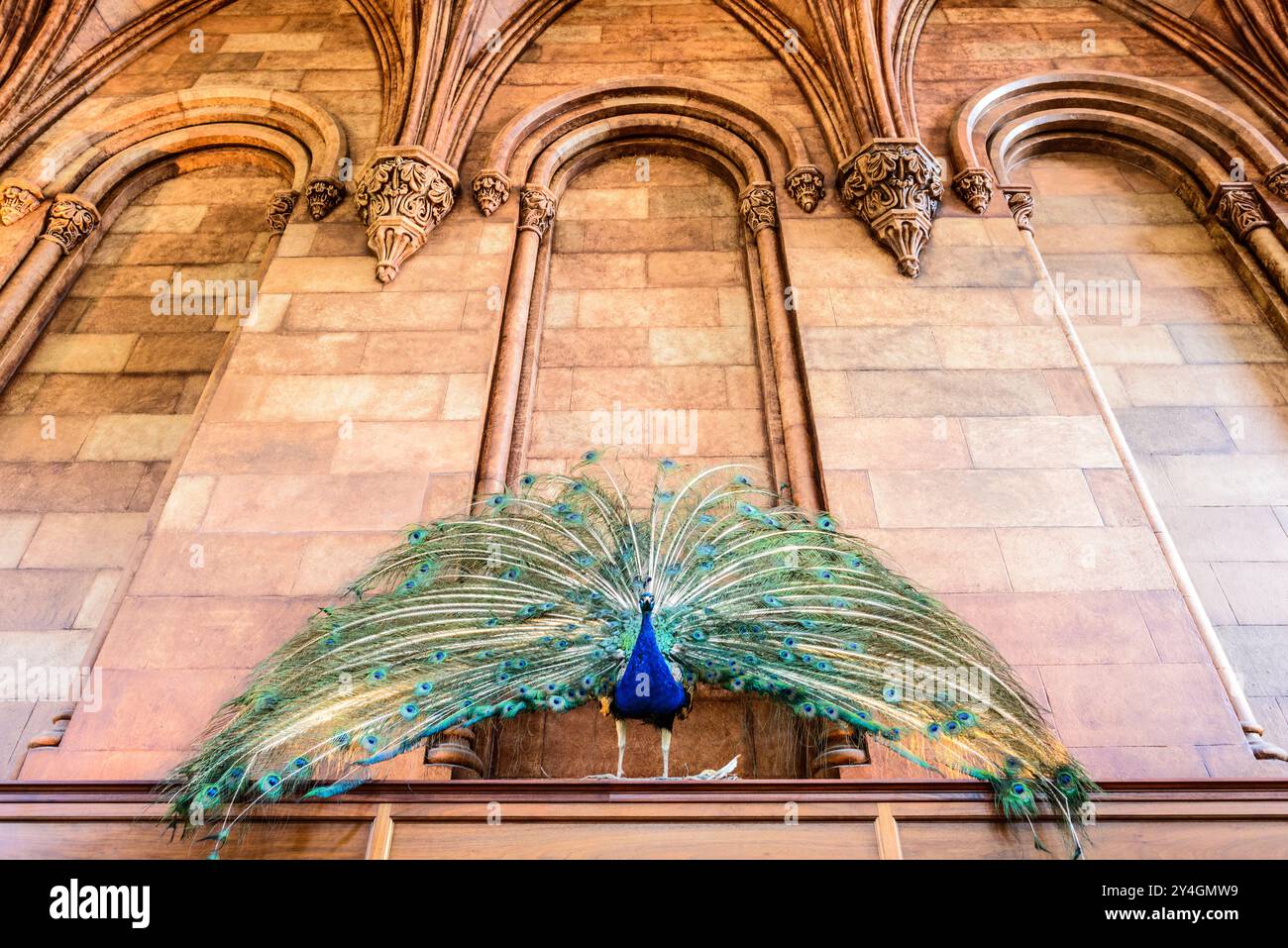 Smithsonian Castle Peacock Display. Formally known as the Smithsonian ...