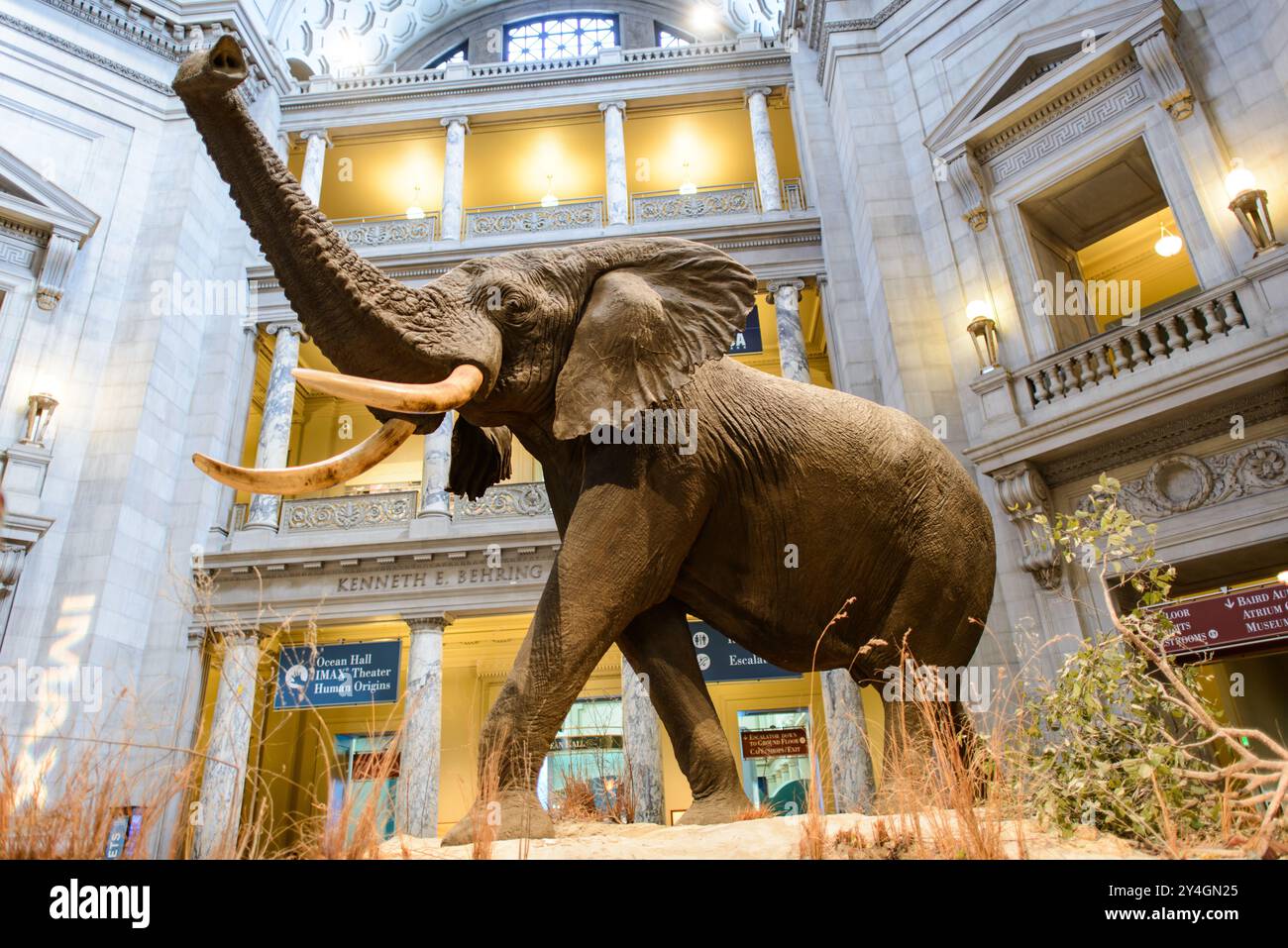 Smithsonian National Museum of Natural History Elephant. The elephant on display in the center ...