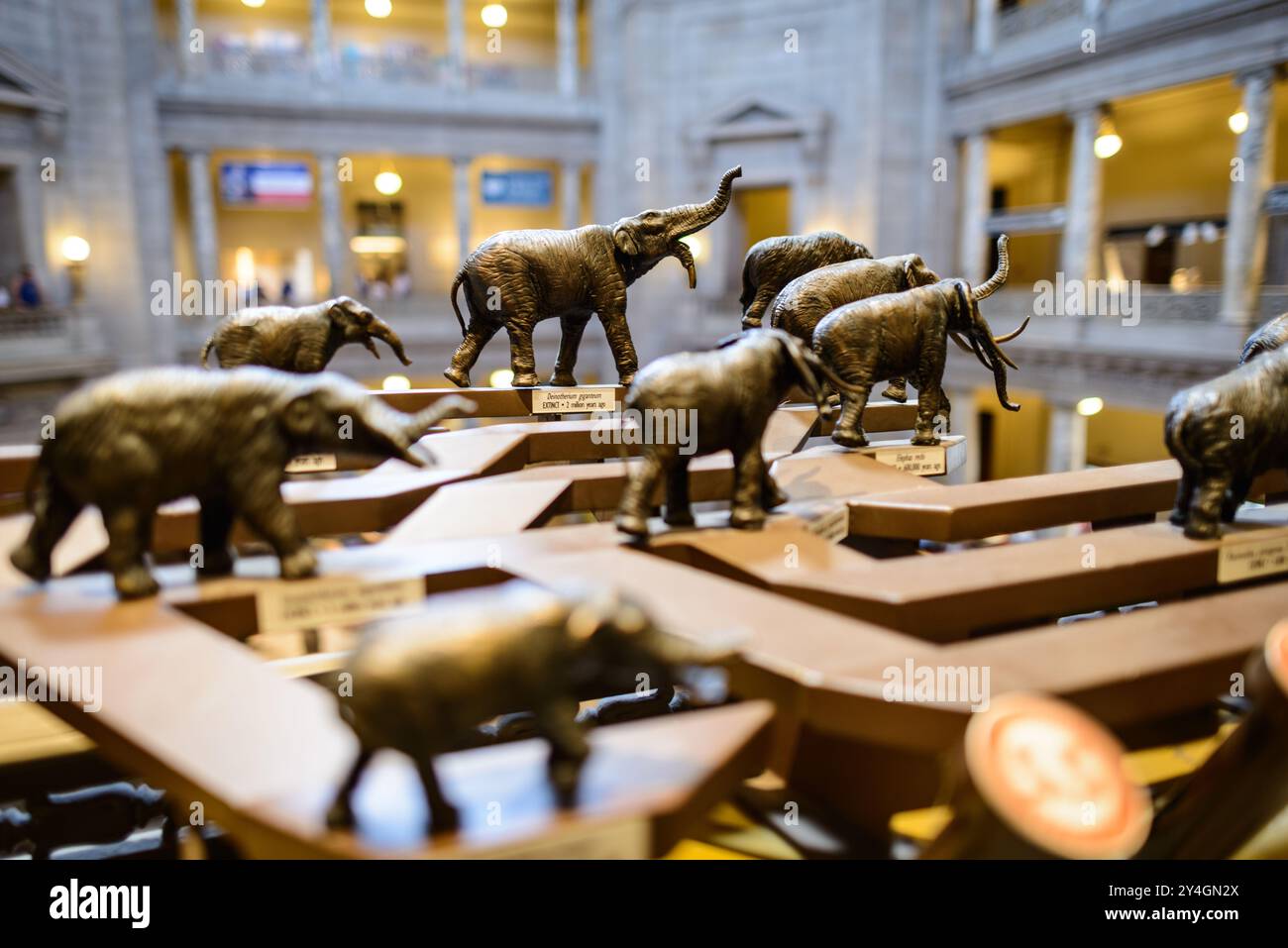 Smithsonian National Museum of Natural History Elephants Exhibit. A ...