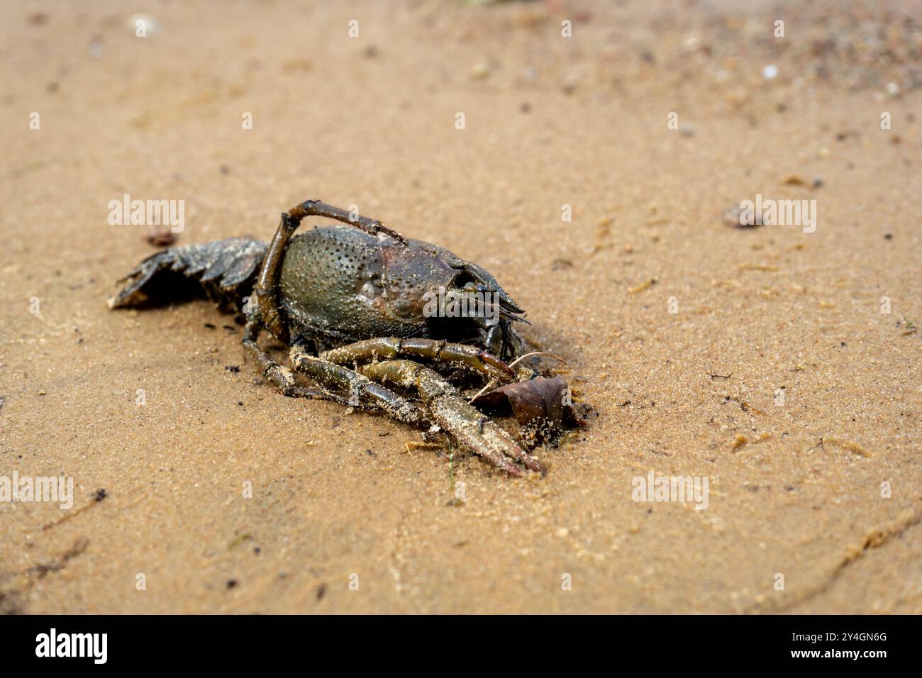 Crayfish antennae hi-res stock photography and images - Alamy