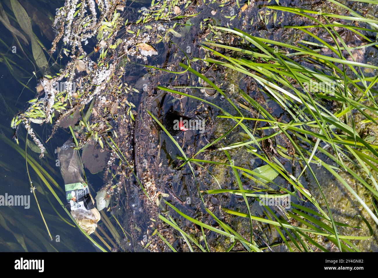 Polluted water with plastic debris and aquatic plants in a canal in ...