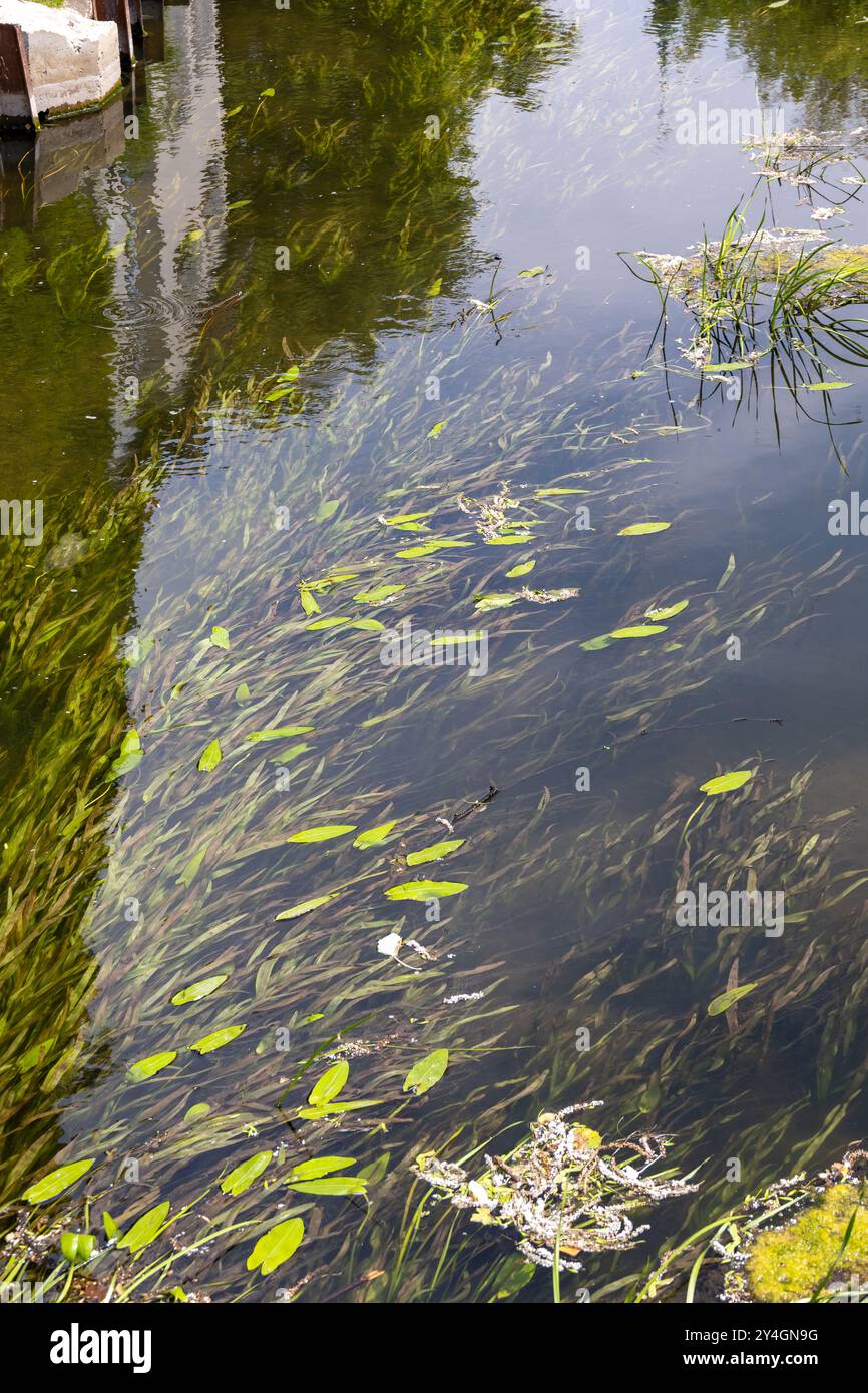 Submerged aquatic plants hi-res stock photography and images - Alamy