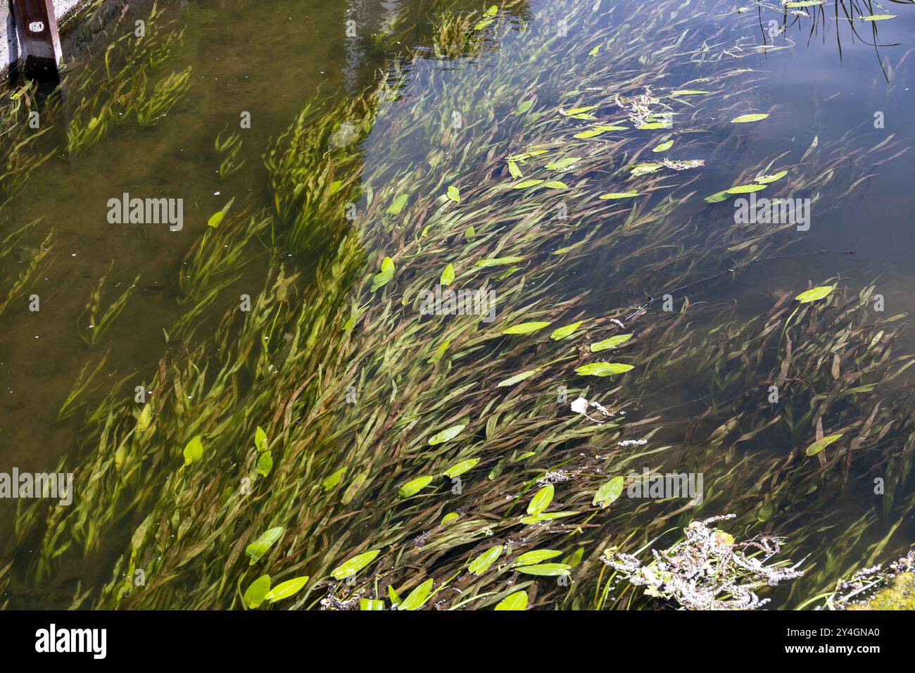 Submerged aquatic plants hi-res stock photography and images - Alamy