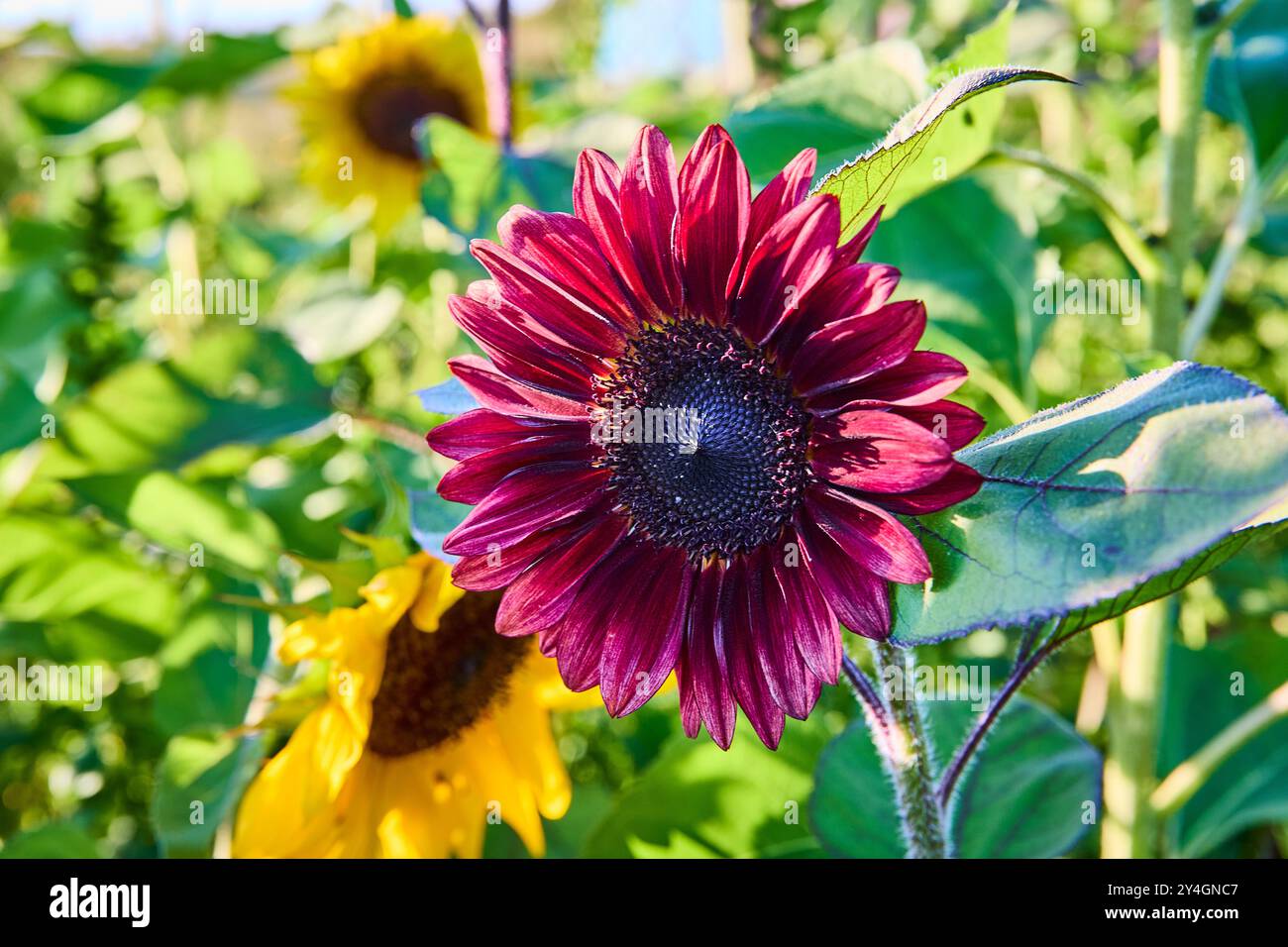 Burgundy Sunflower in Lush Garden at Eye Level Stock Photo - Alamy