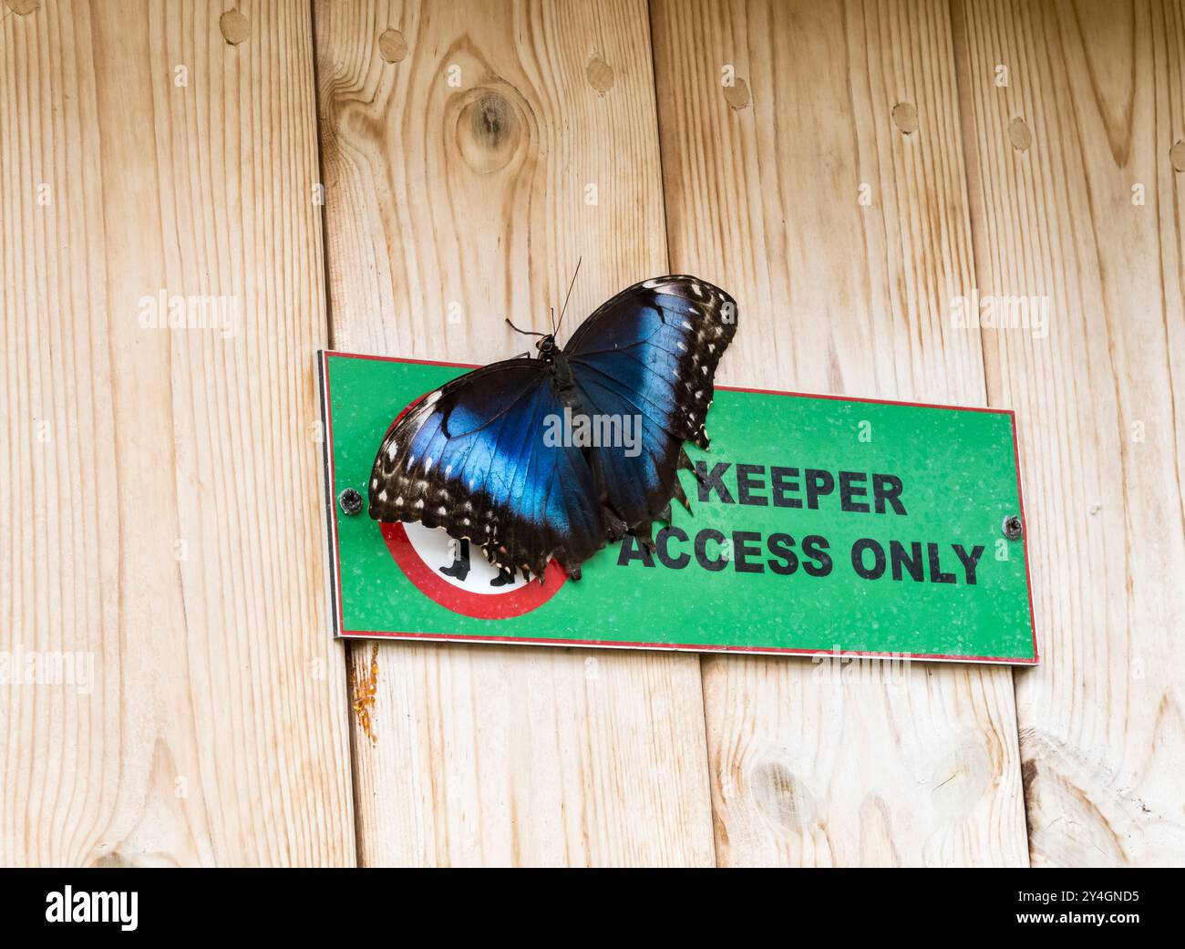 Blue Morpho butterfly resting on sign, Woodside wildlife park, Lincoln ...