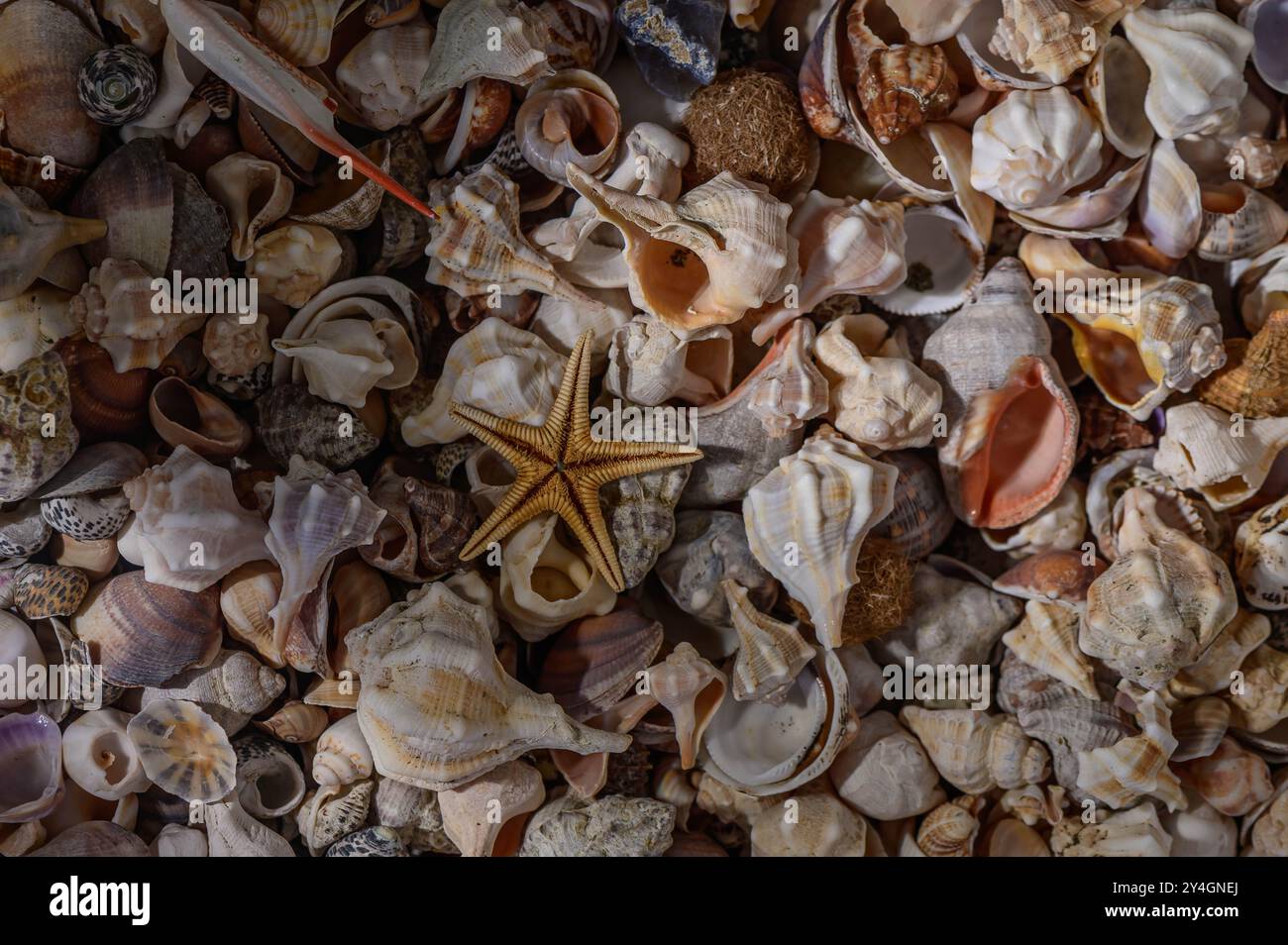 Various shells drawing hi-res stock photography and images - Alamy