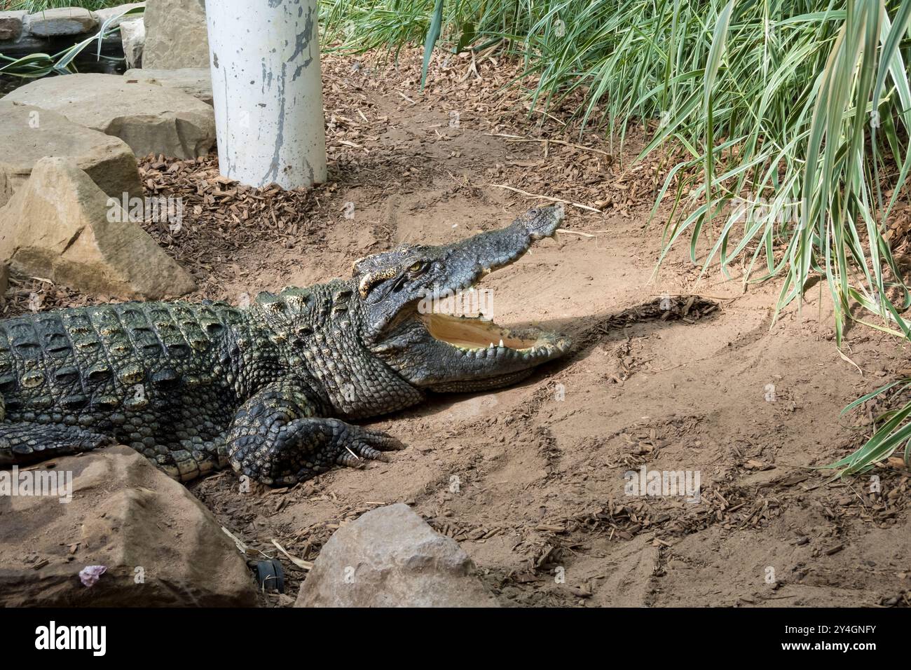 Siamese crocodile basking in sun, Woodside wildlife park, Lincoln ...