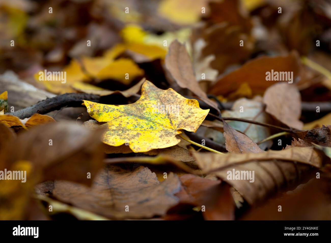 Autumn brown coloured fallen tree leaves, fall photo of a fallen tree ...