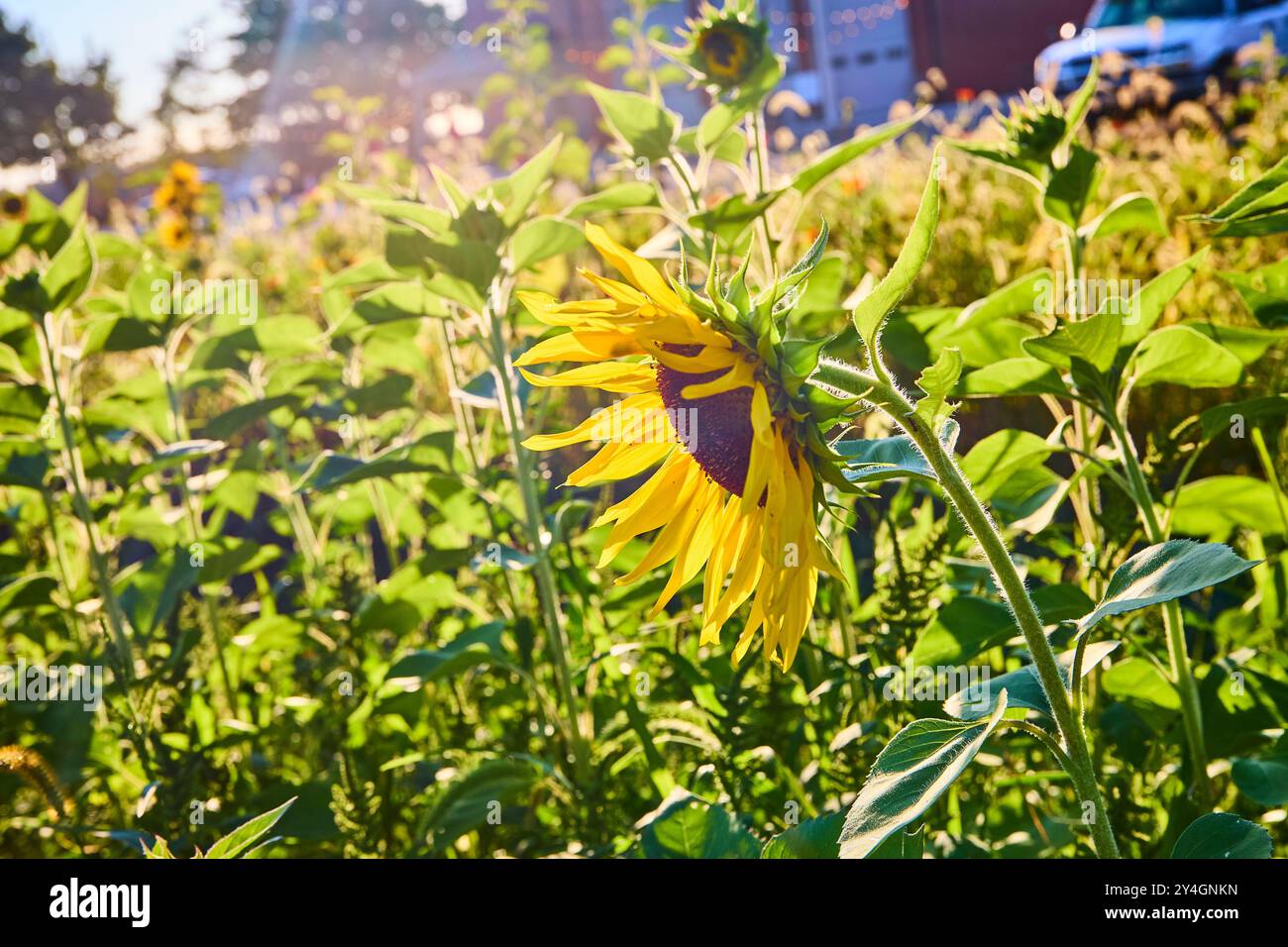 Sunflower Garden in Sunlight with Suburban Background Eye-Level ...