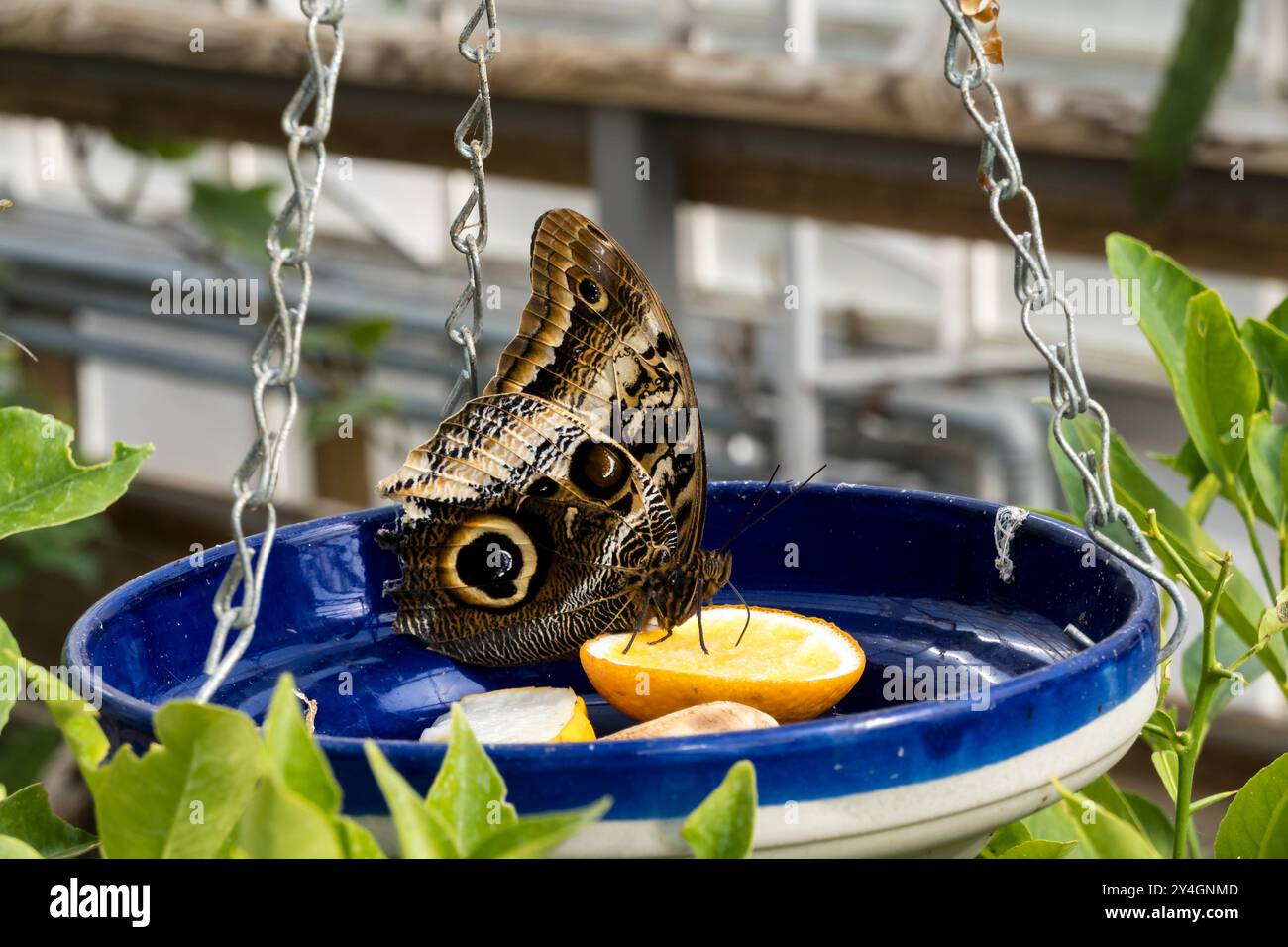 Yellow edged giant owl butterfly, Woodside wildlife park, Lincoln ...
