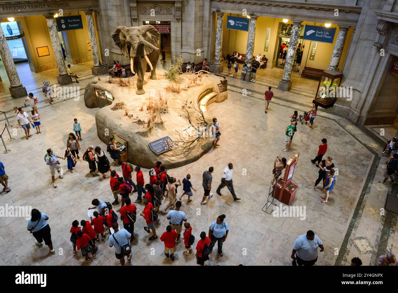 Elephant on display in smithsonian hi-res stock photography and images ...