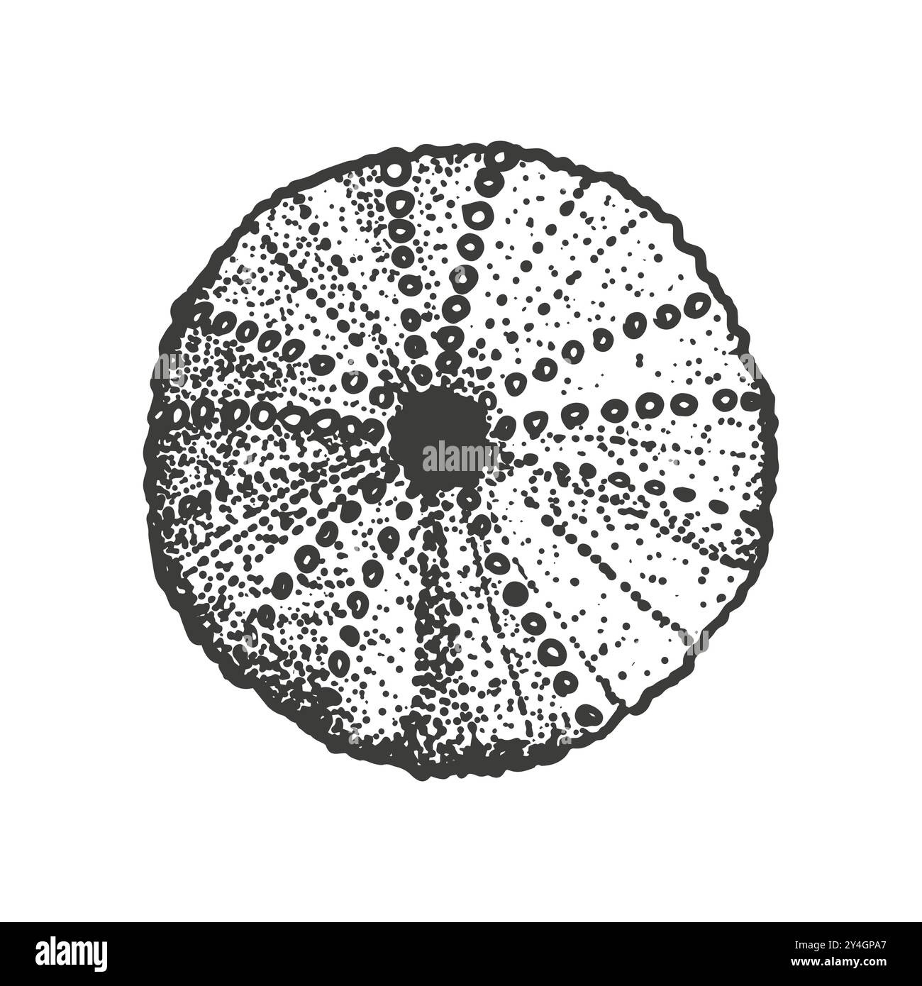 Beach shell hand Black and White Stock Photos & Images - Alamy