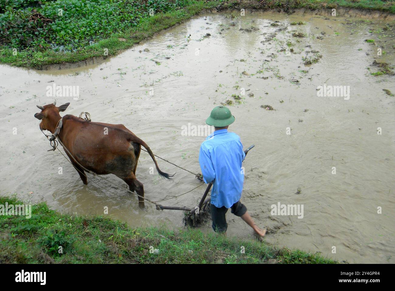 Rice field, surrounding of Da Nang, Vietnam Stock Photo - Alamy