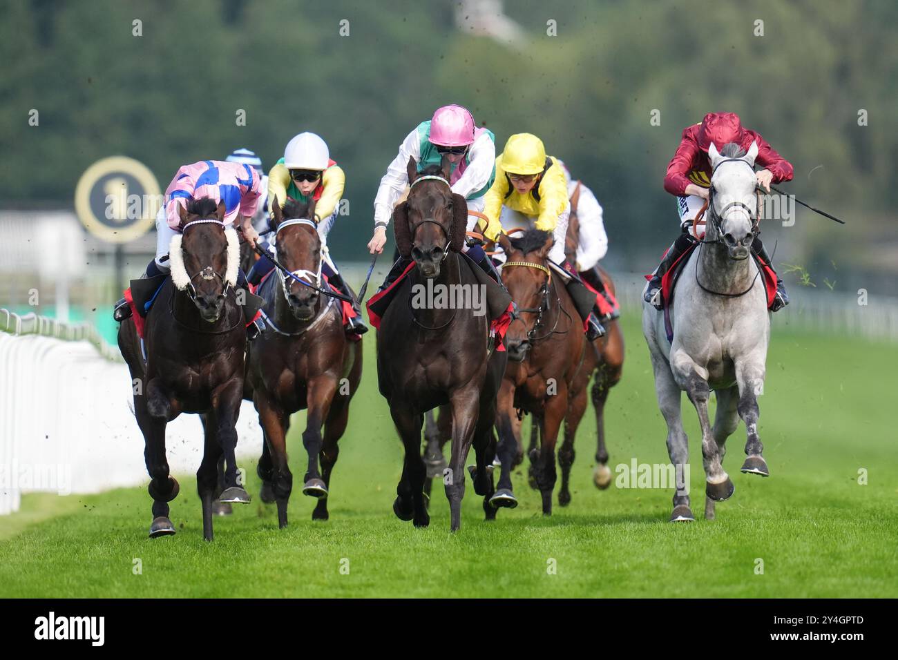 Skellet horse hi-res stock photography and images - Alamy