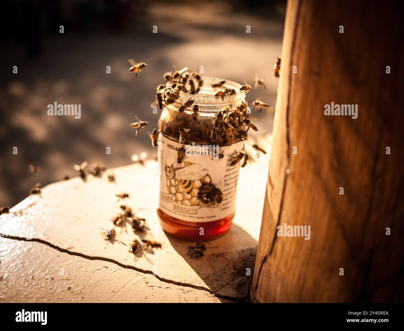 Tanzanian honey bees hi-res stock photography and images - Alamy
