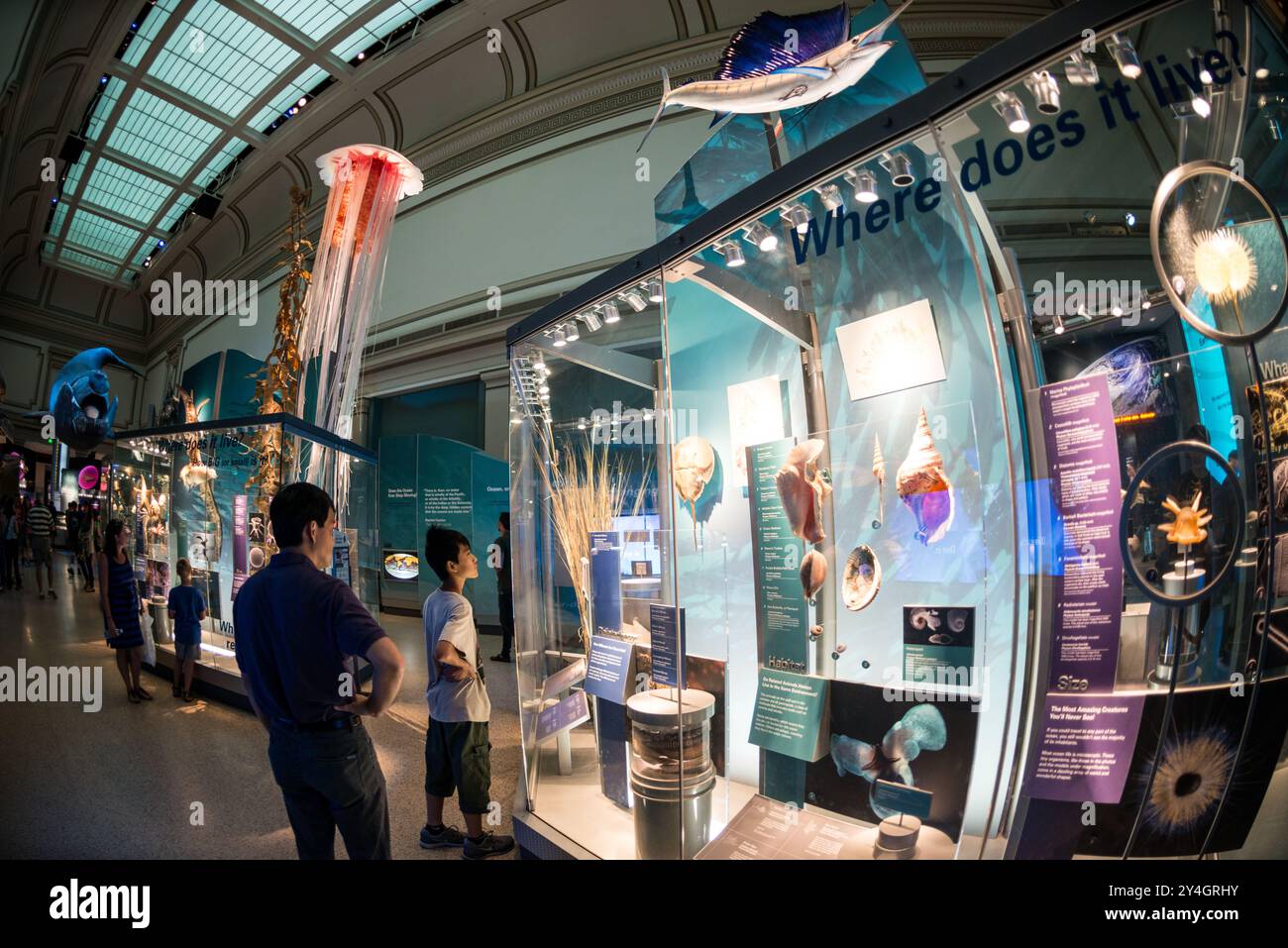 The marine life hall at the Smithsonian Natural History Museum on the ...