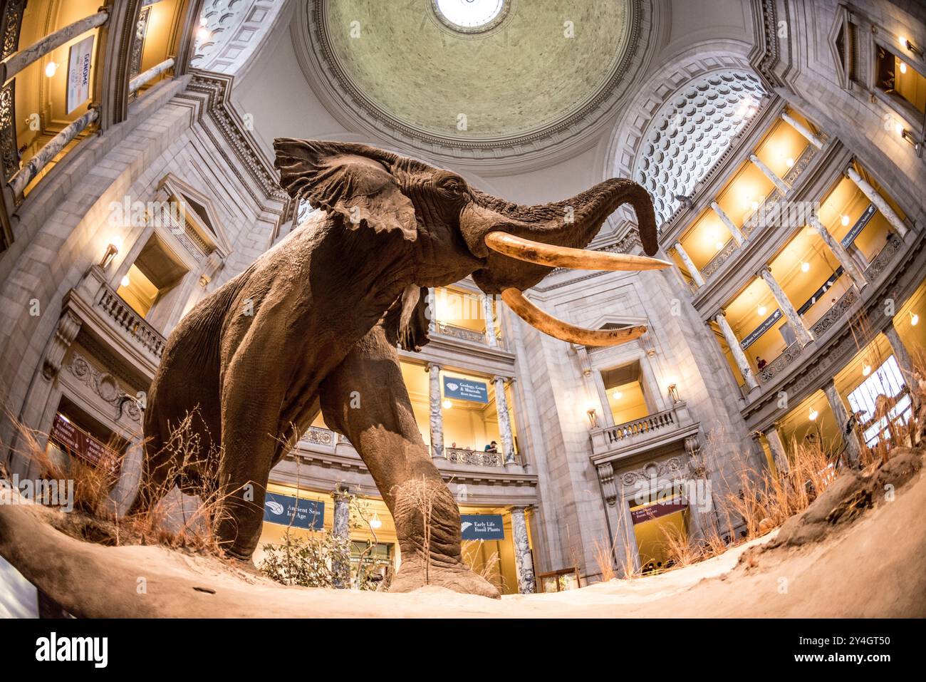 A large elephant dominates the main rotunda of the Smithsonian Museum ...