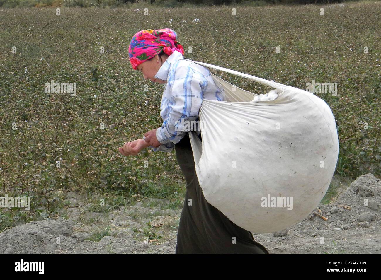 Cotton worker, Uzbekistan Stock Photo - Alamy