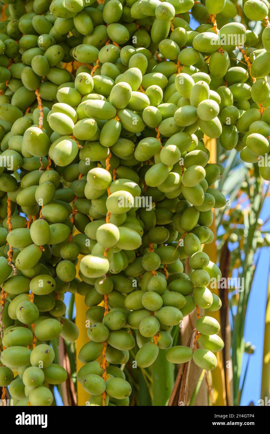 Green unripe dates fruit clusters on date palm close up. Vertical photo ...