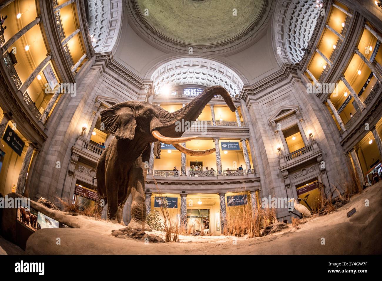 A large elephant dominates the main rotunda of the Smithsonian Museum ...