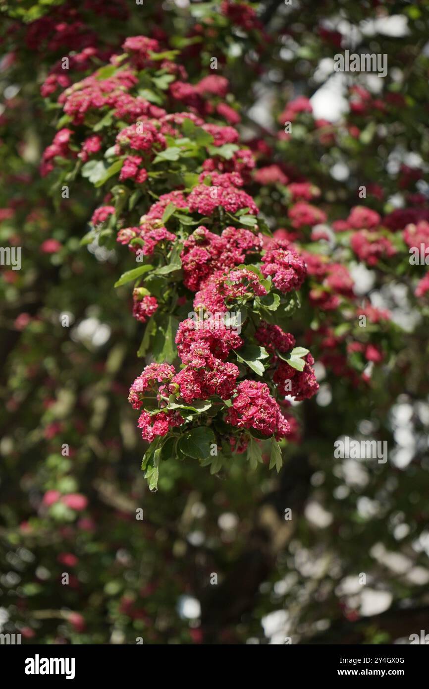 Pink blooming hawthorn tree hi-res stock photography and images - Alamy