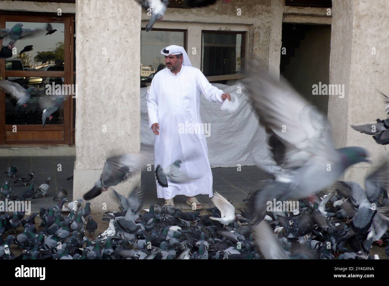 Typical pigeons hi-res stock photography and images - Alamy