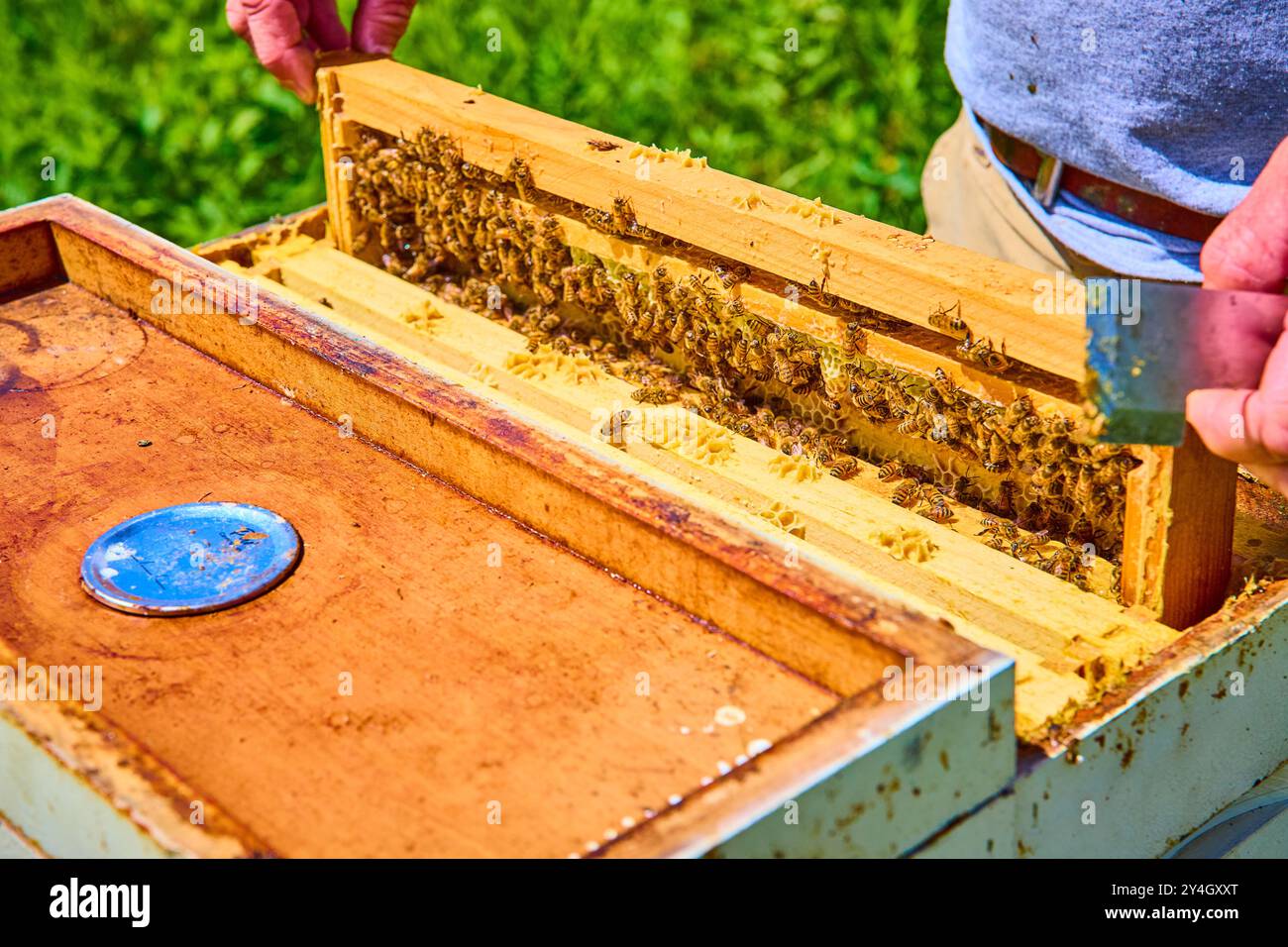 Beekeeper Inspects Active Hive with Bees and Honeycomb Close-Up Stock ...