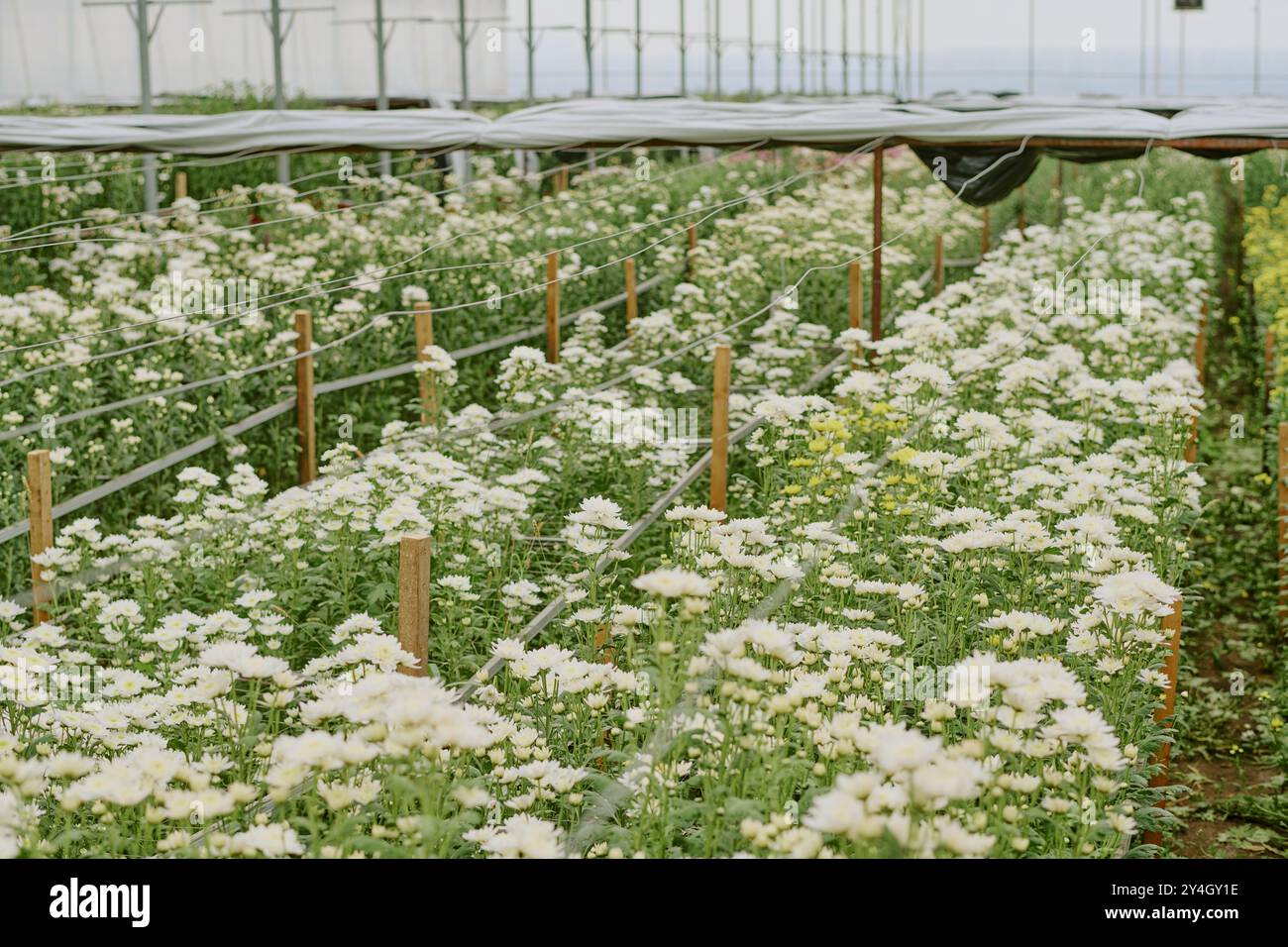 Shade net farming hi-res stock photography and images - Alamy